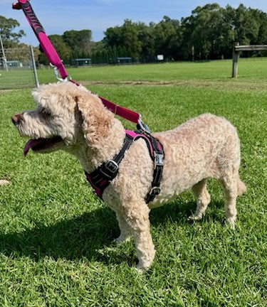 2 in 1 Car Safety and Walking Harness | Sling Guard – SLINGGUARD