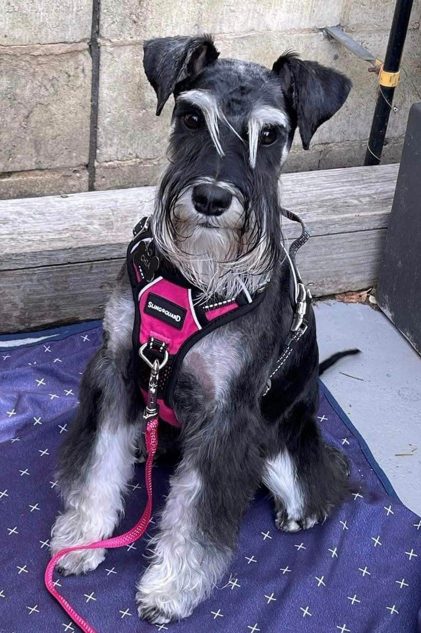 2 in 1 Car Safety and Walking Harness | Sling Guard – SLINGGUARD